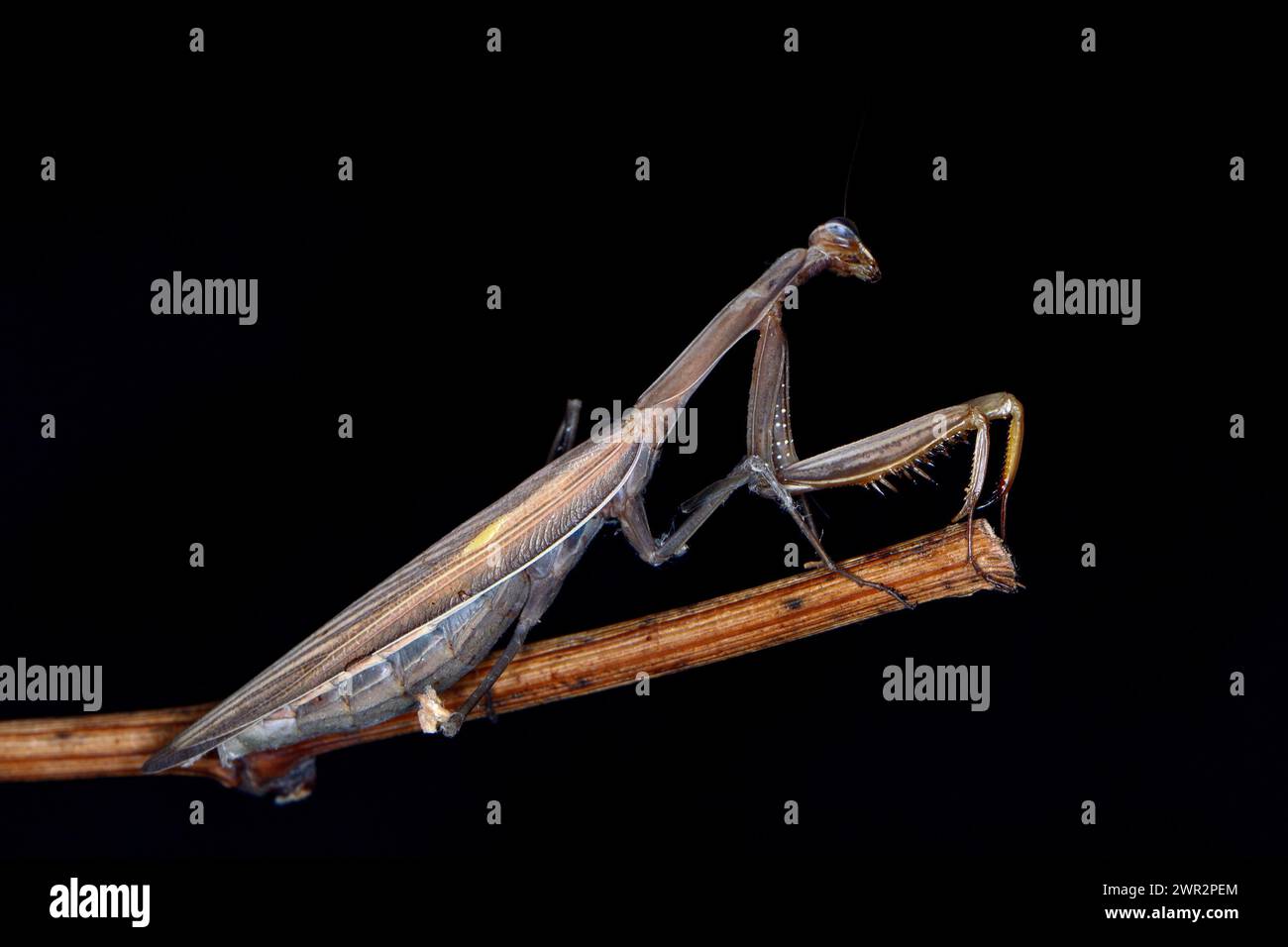 European brown mantis in front of black background Stock Photo - Alamy
