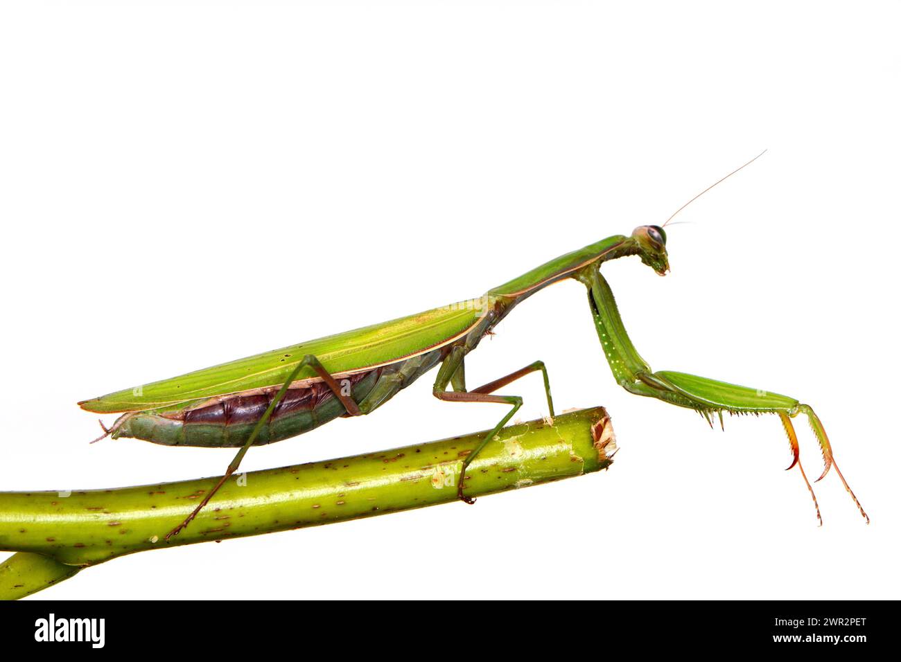 Female European Mantis or Praying Mantis, Mantis religiosa, in front of ...