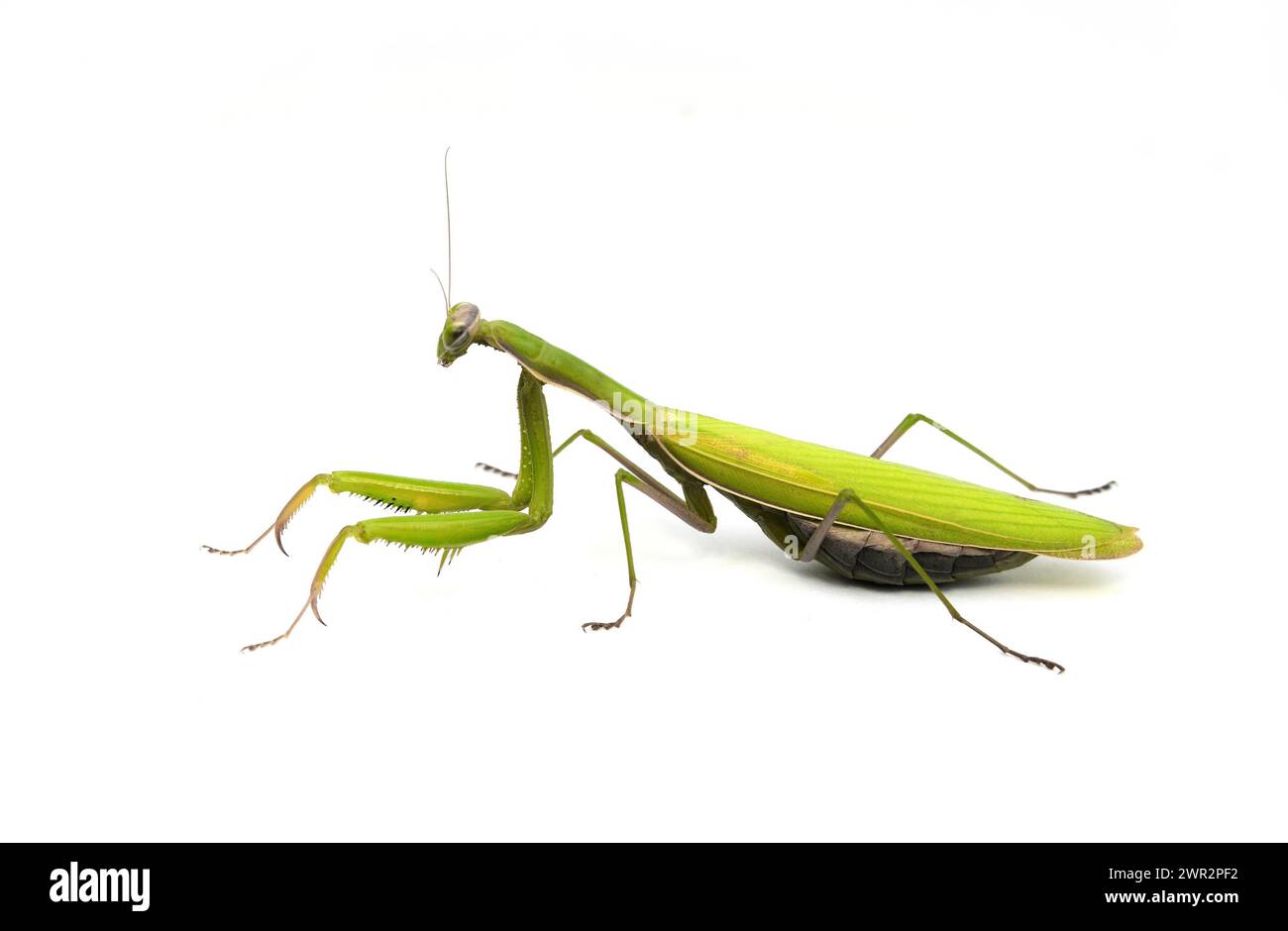 Female European Mantis or Praying Mantis, Mantis religiosa, in front of ...