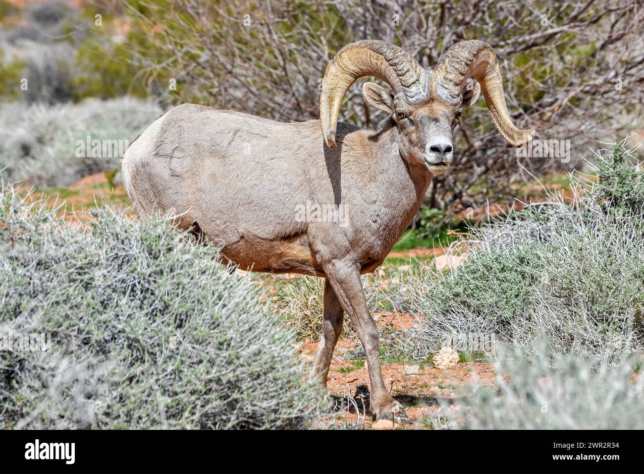 bighorn sheep - Mojave desert big horn rams in the Valley of Fire ...
