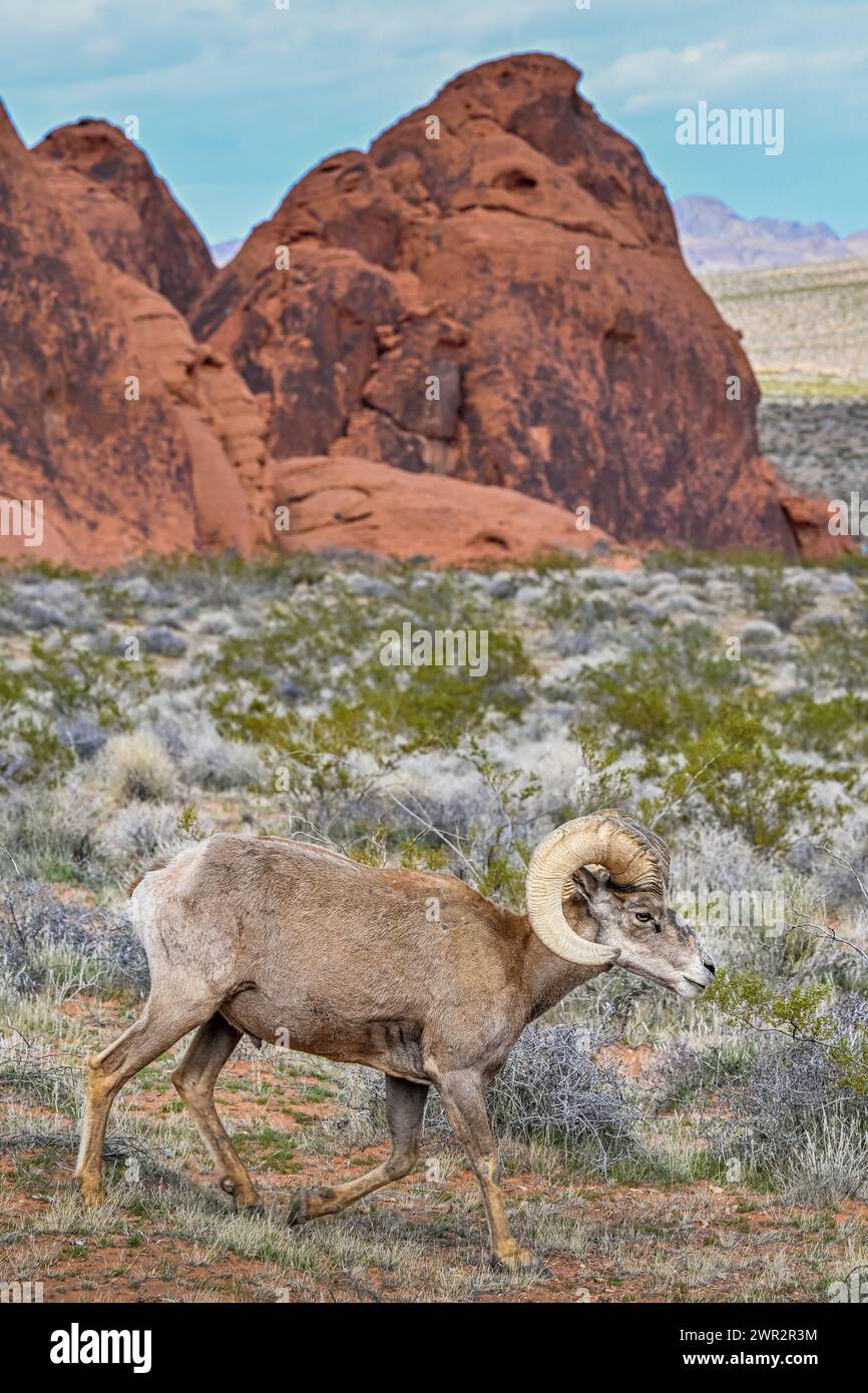 bighorn sheep - Mojave desert big horn rams in the Valley of Fire ...