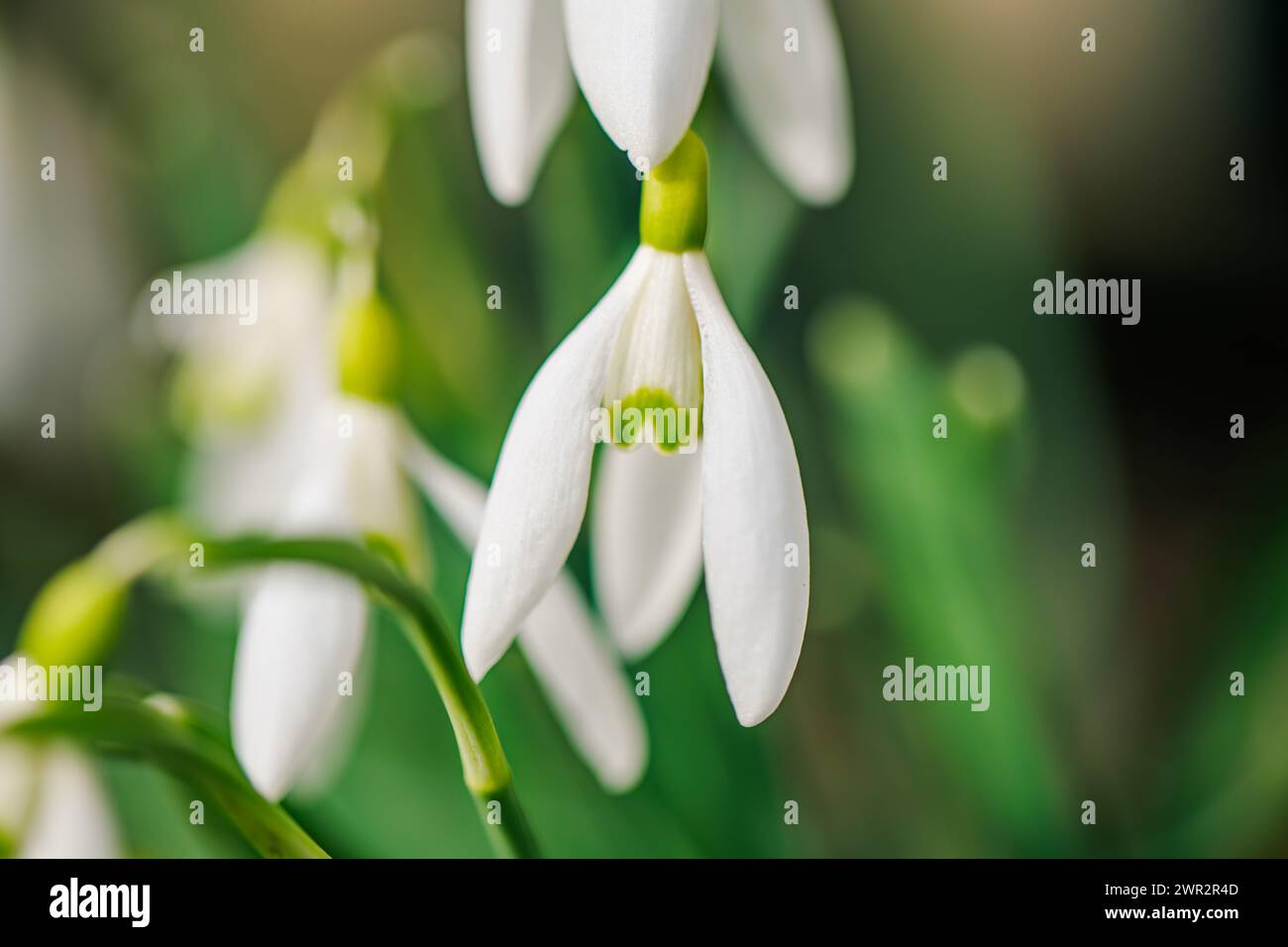 snowdrops reveals intricate details of their white petals and green ...