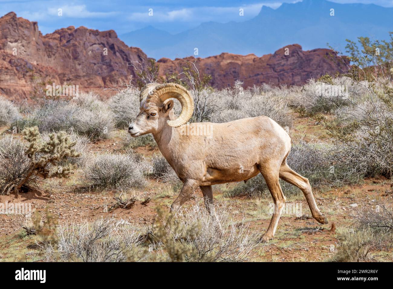 bighorn sheep - Mojave desert big horn rams in the Valley of Fire ...