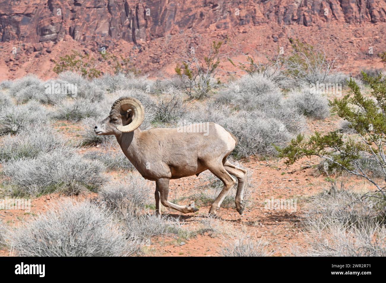 bighorn sheep jumping - Mojave desert big horn rams running in the ...