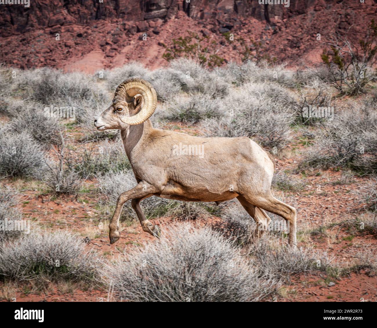 bighorn sheep jumping - Mojave desert big horn rams running in the ...