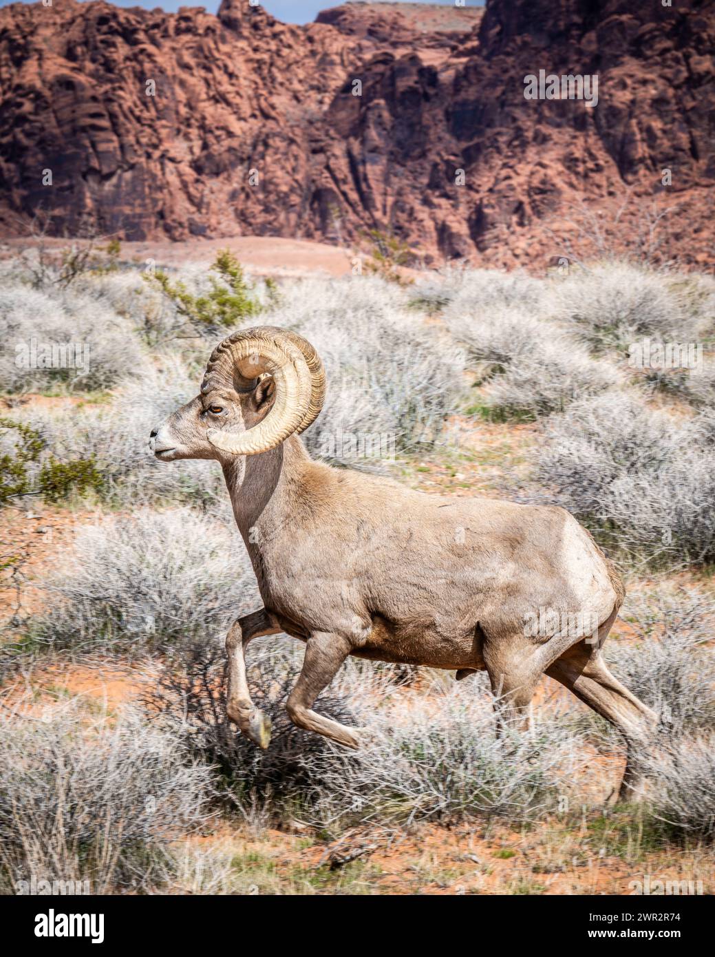 bighorn sheep jumping - Mojave desert big horn rams running in the ...