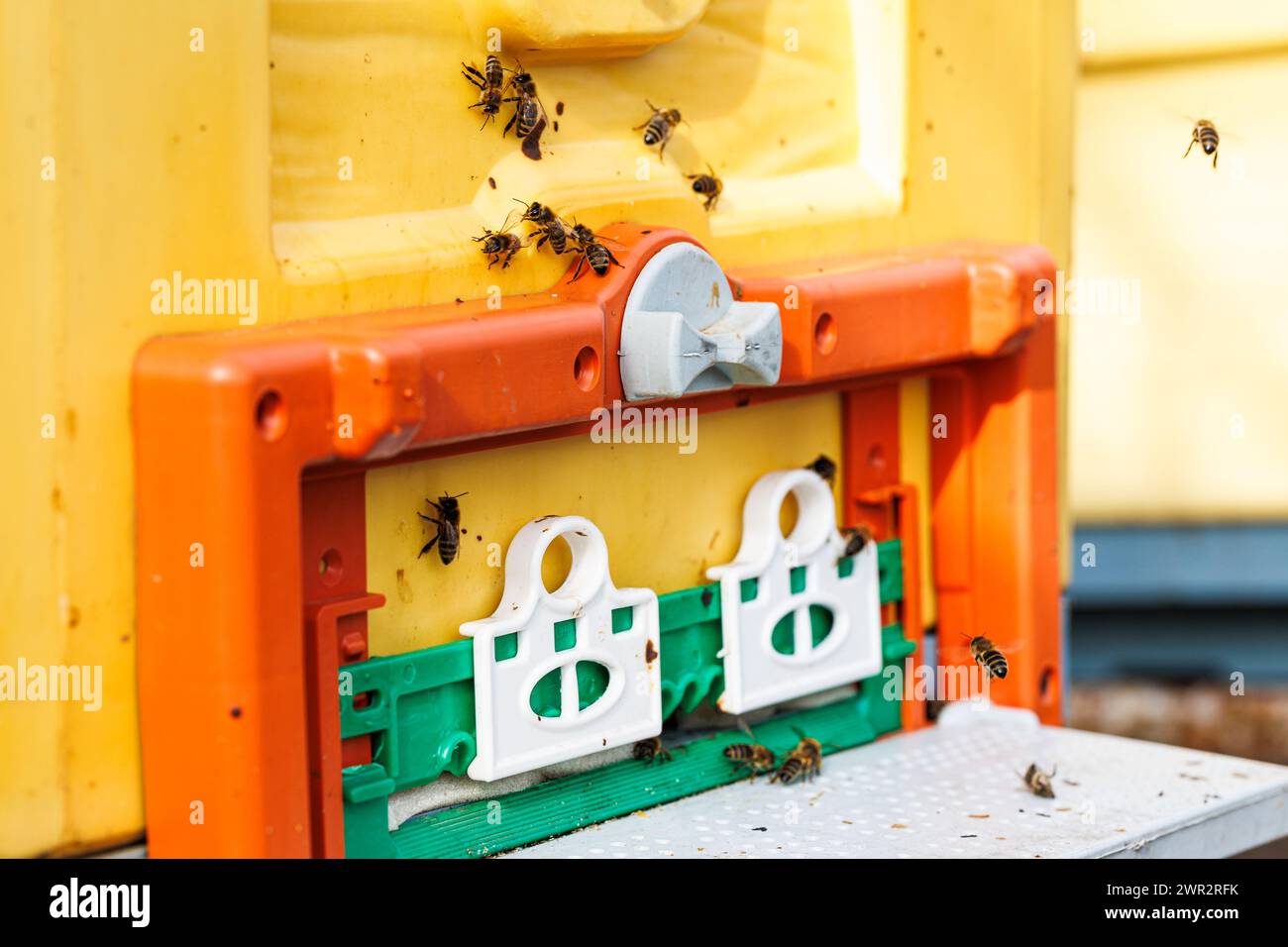 Bees emerge from the modern plastic hive's Stock Photo - Alamy