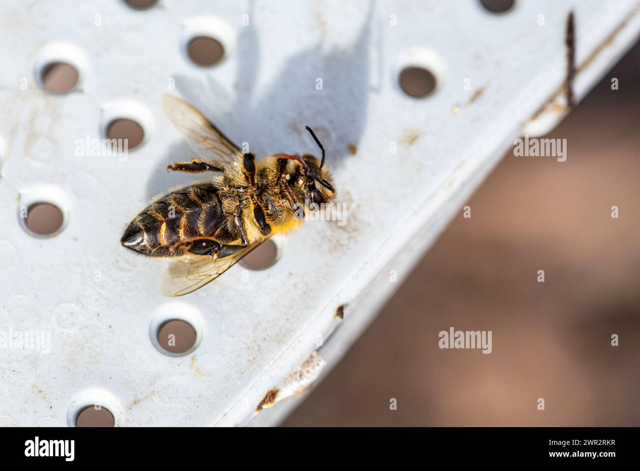 Near the hive entrance, a lifeless bee lies motionless, its tiny body a ...