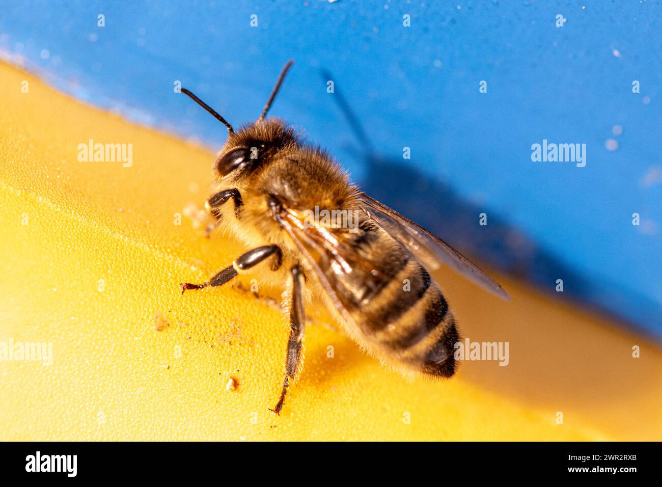 Larvae royal jelly tool hi-res stock photography and images - Alamy