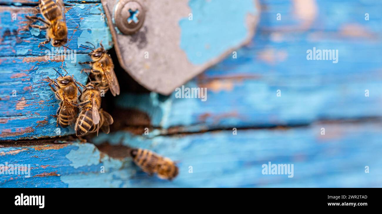 From the weathered wooden hive's round opening, bees emerge with ...