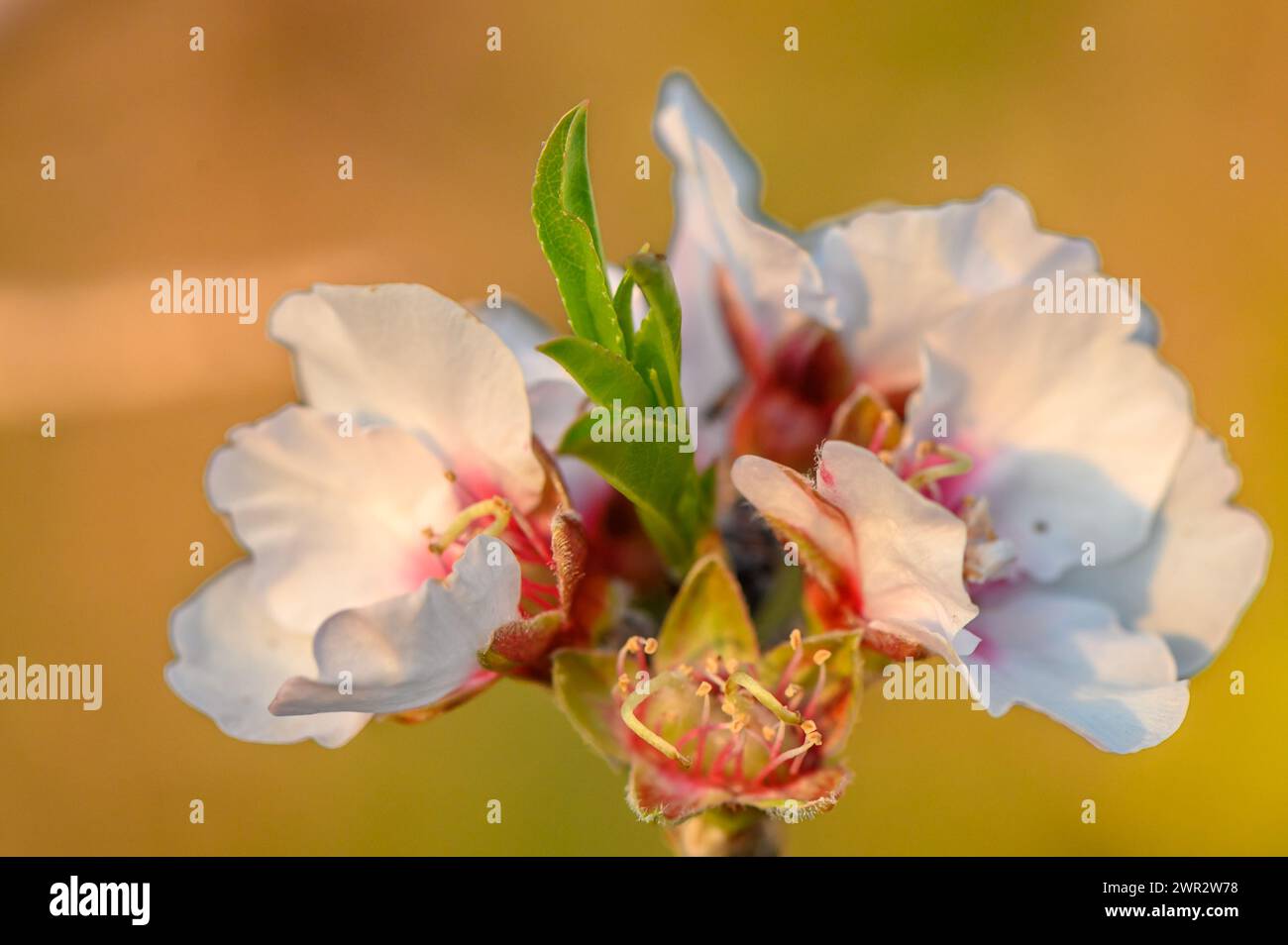 Almond flowers. Flowering almond tree in the garden. Blooming pink ...