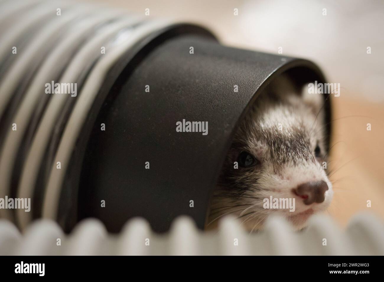 Light ferret indoor posing for portrait inside of plastic tube toy ...