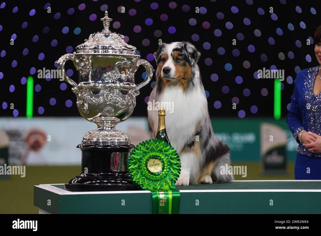 Pastoral Group winner Viking, an Australian Shepherd, co-owned by ...