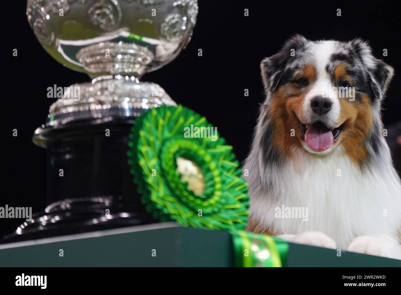 Pastoral Group winner Viking, an Australian Shepherd, co-owned by ...