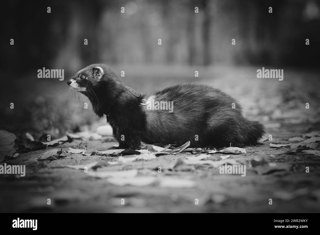 Mustela putorius furo animal Black and White Stock Photos & Images - Alamy Mustela putorius furo animal Black and White Stock Photos & Images - Alamy