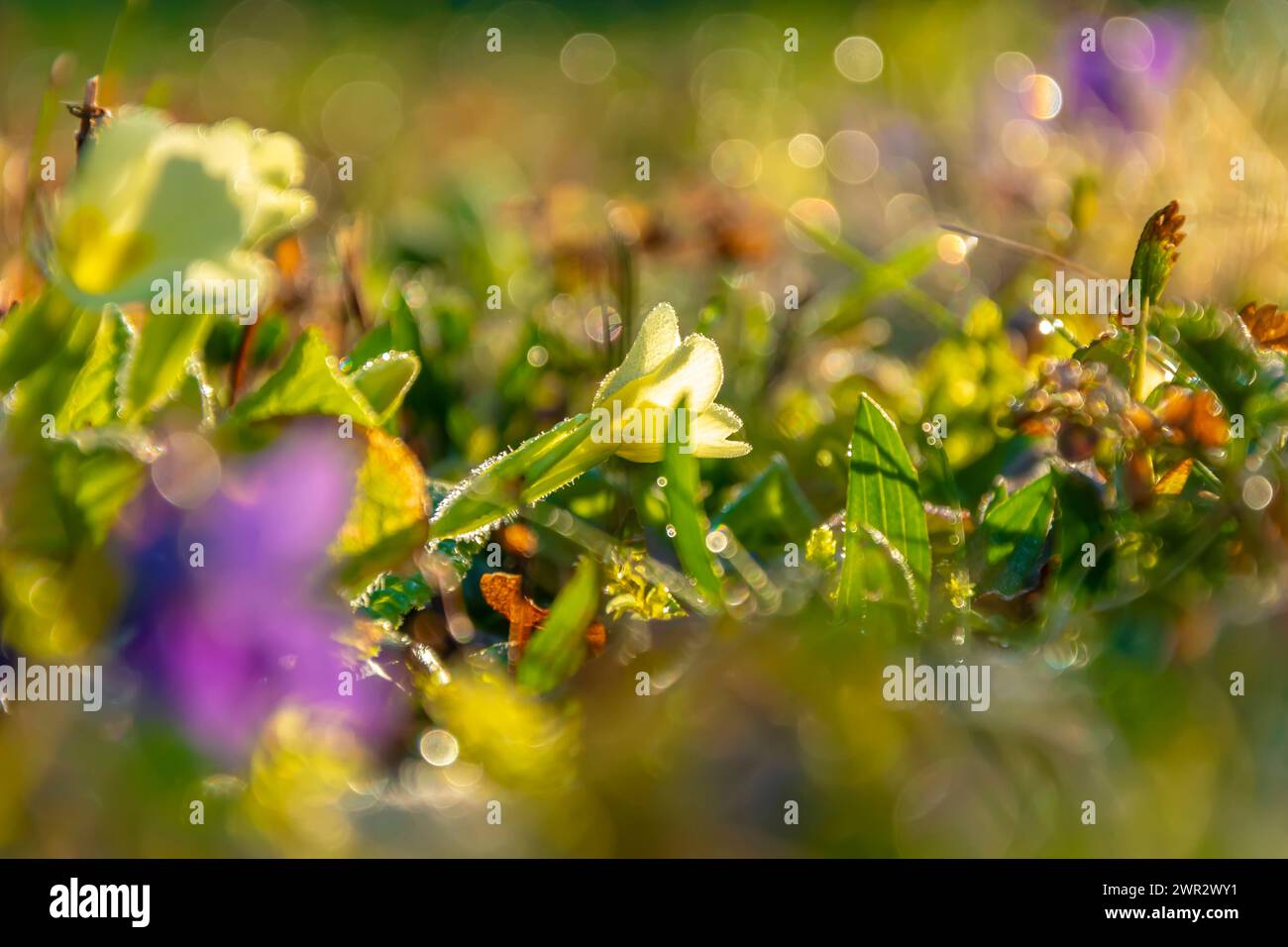 White primrose flower standing alone among the blades of grass at ...
