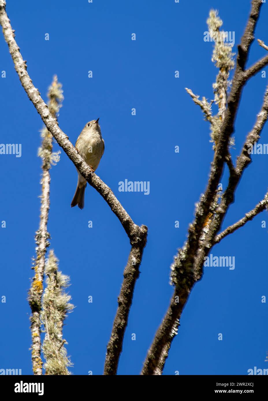 Tiny songbird with hidden red crown forages among branches in North ...