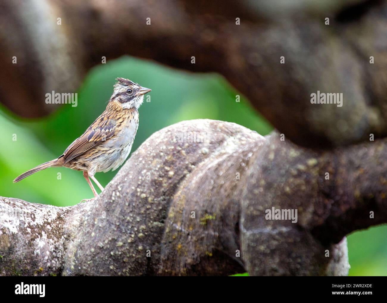 Common sparrow with rufous collar, frequents parks & gardens across ...