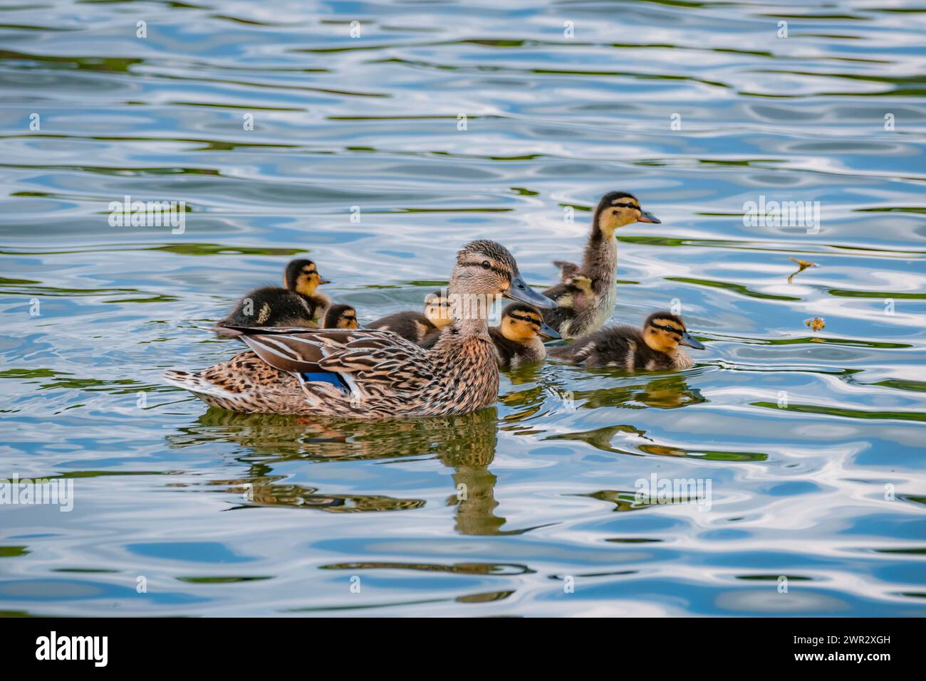 Female mallard duck and its pack of ducklings Stock Photo - Alamy