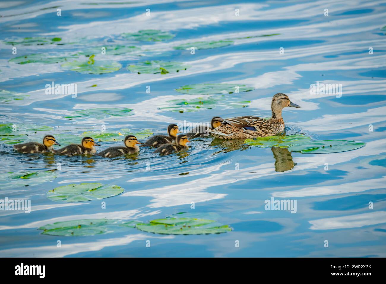 Baby ducks following hi-res stock photography and images - Alamy