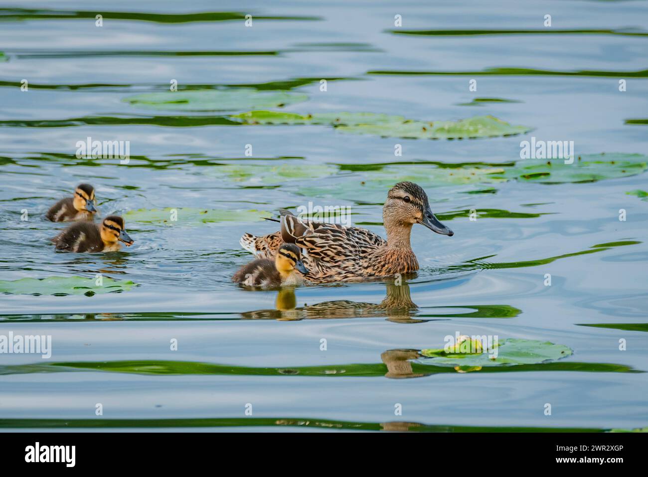 Close up view on a female mallard duck and its ducklings Stock Photo ...