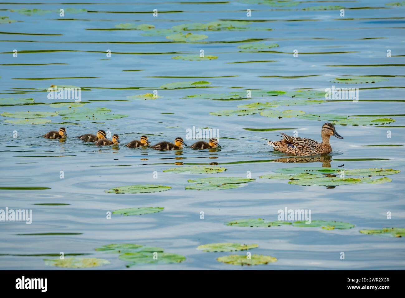 Ducklings row hi-res stock photography and images - Alamy