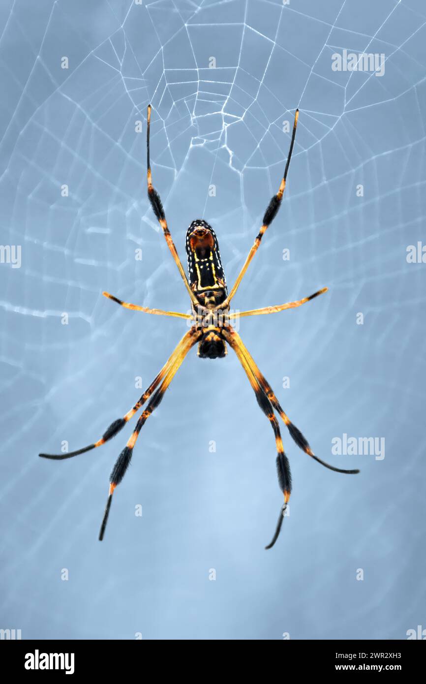Macro close-up of a golden silk spider (Trichonephila Clavipes) in it's ...