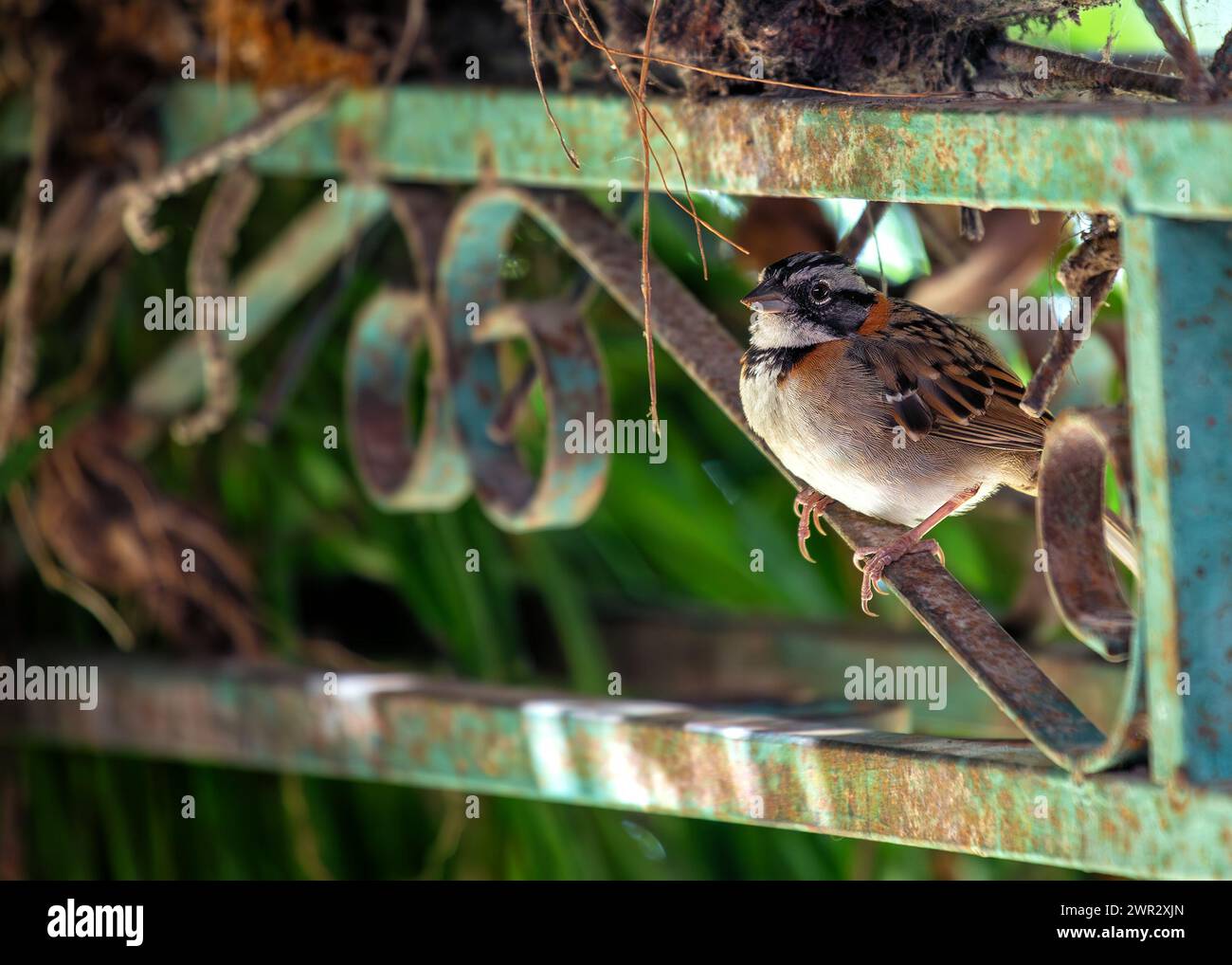 Common sparrow with rufous collar, frequents parks & gardens across ...