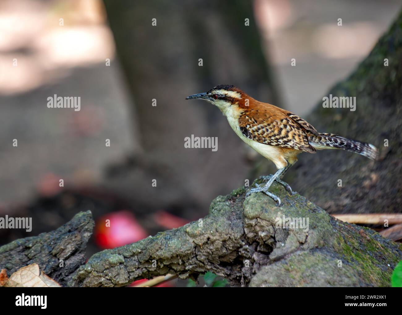 Wren with rusty neck forages amongst acacia trees in Central & South ...