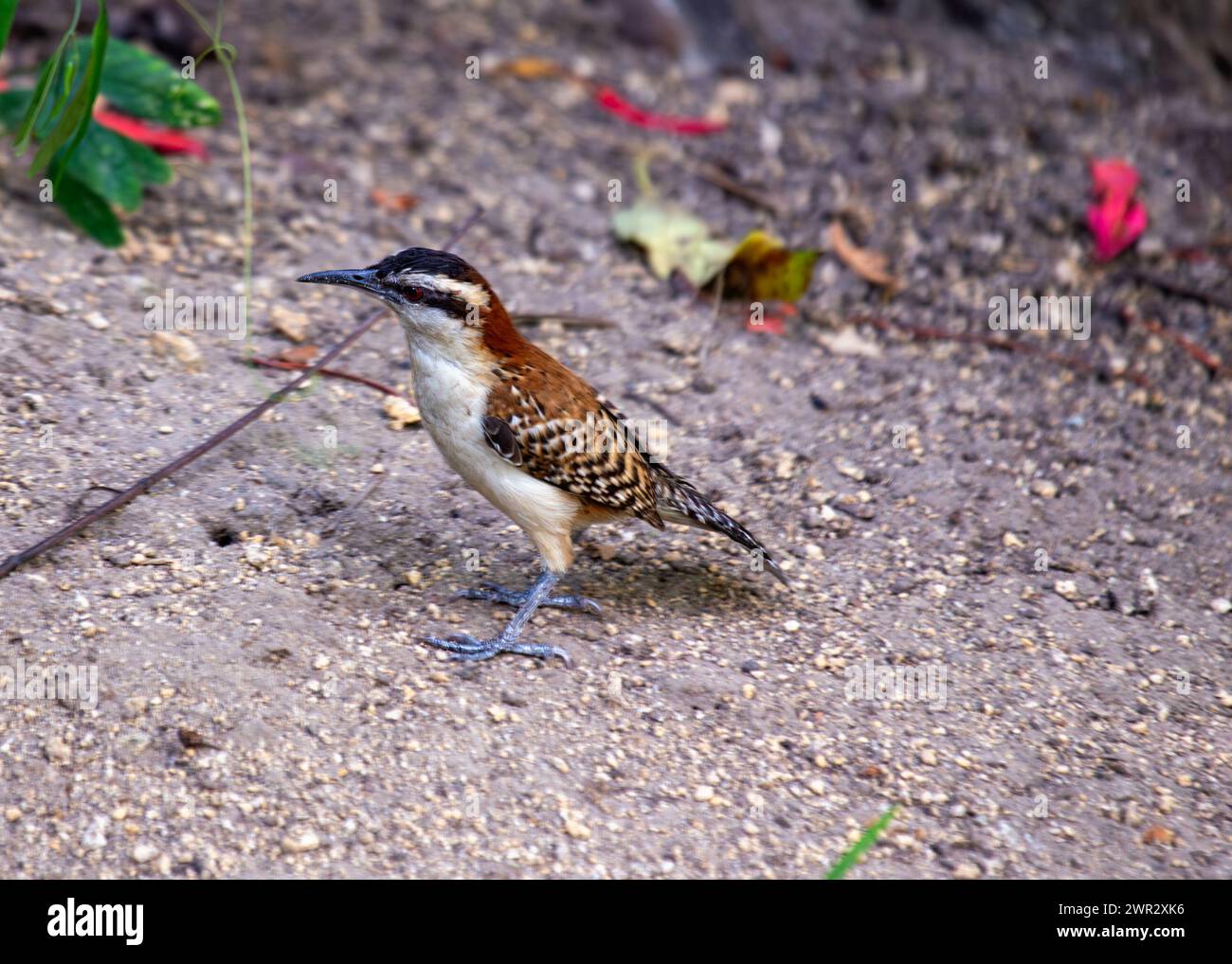 Wren with rusty neck forages amongst acacia trees in Central & South ...