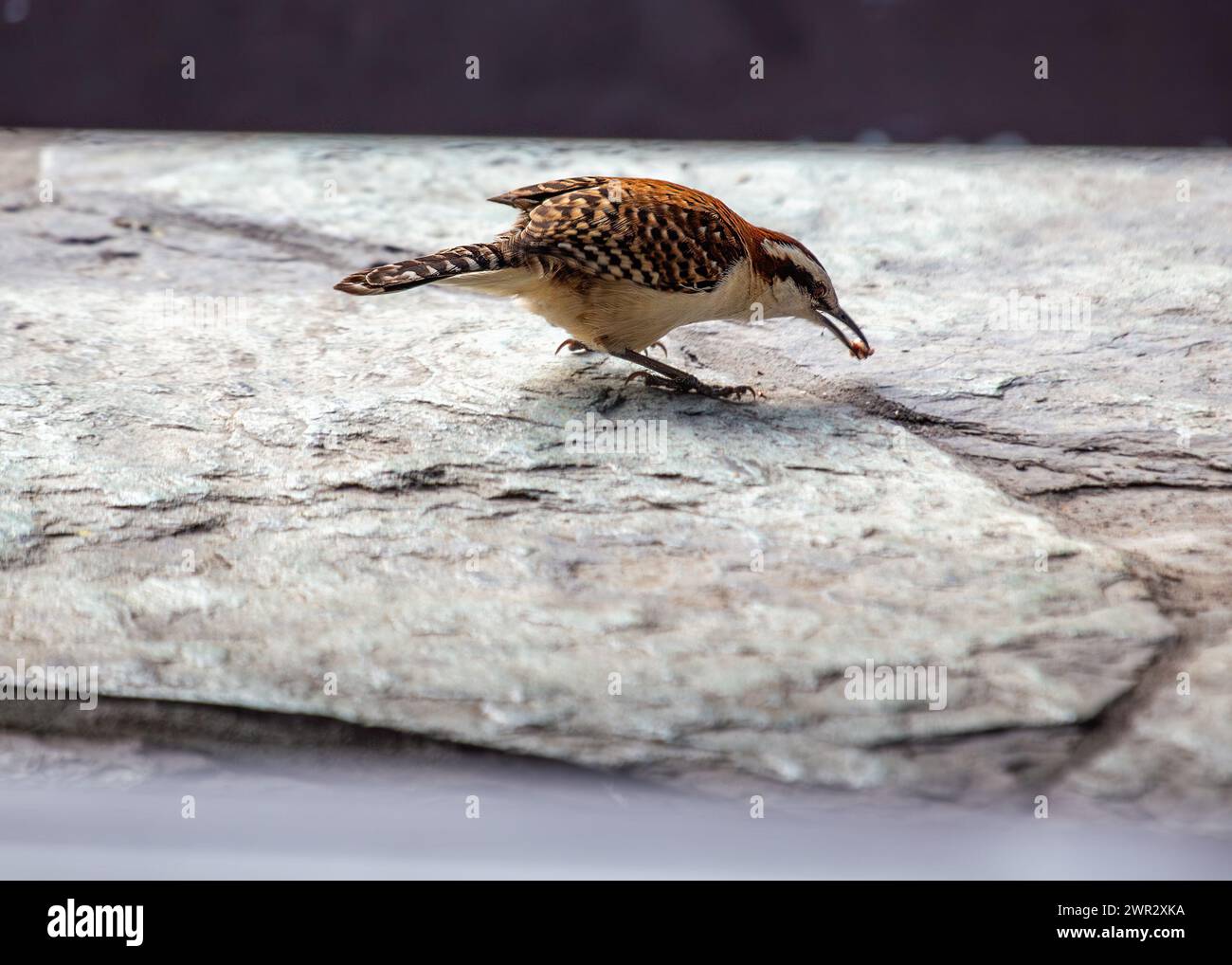 Wren with rusty neck forages amongst acacia trees in Central & South ...