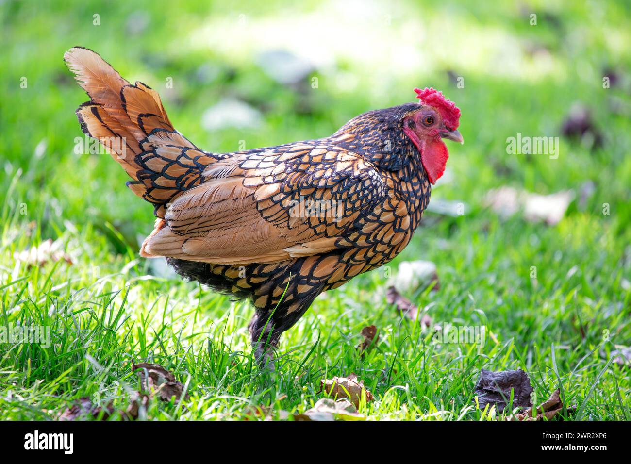 Ornate Sebright chicken with silver lacing, poses elegantly in a ...