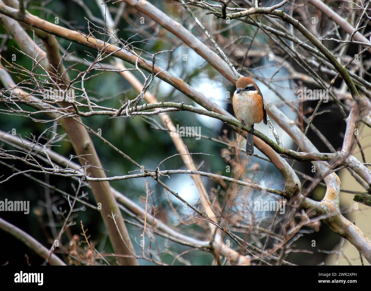 Bold shrike with massive hooked bill perched on an acacia branch in ...