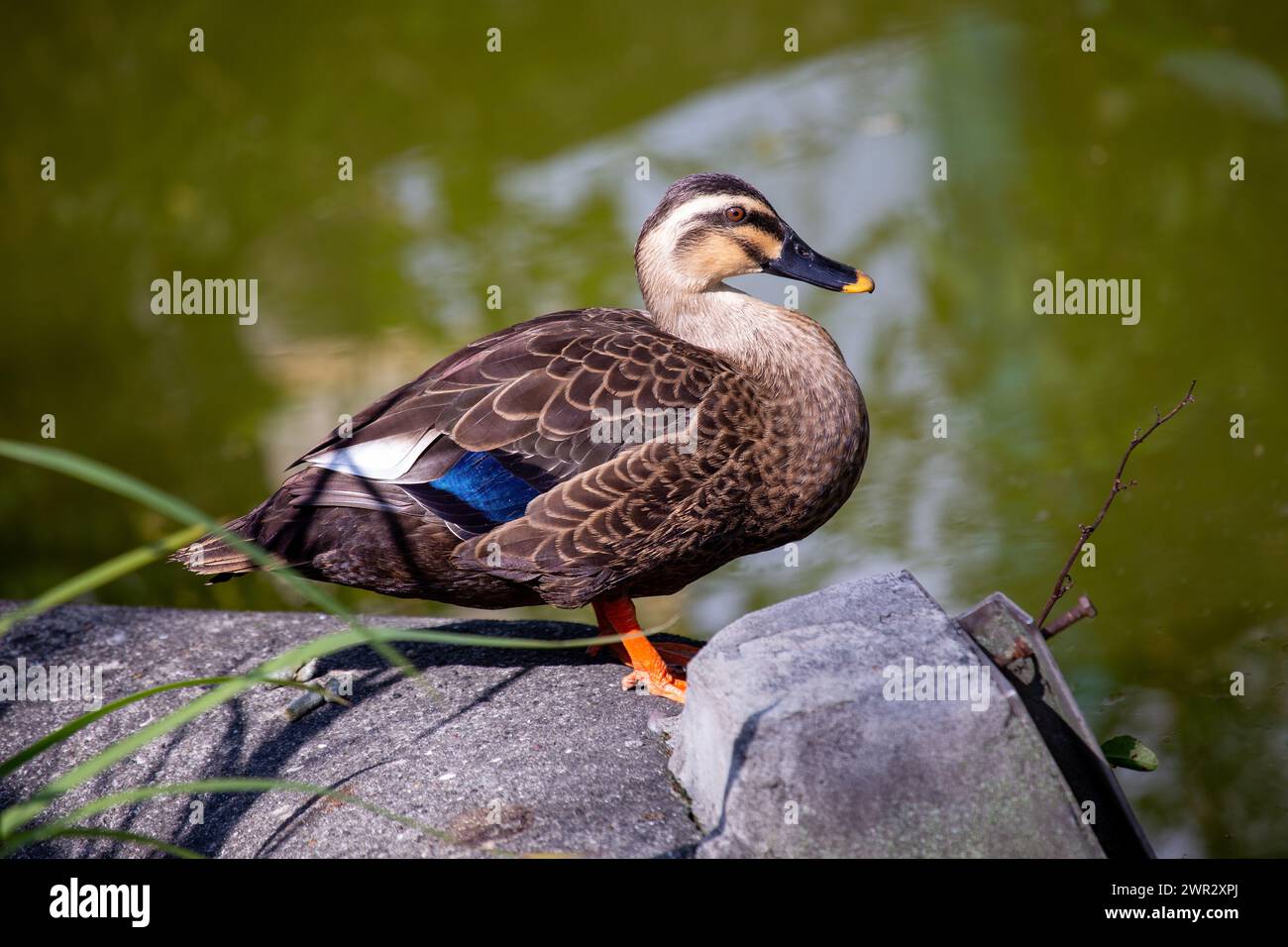 Anas poecilonotus hi-res stock photography and images - Alamy
