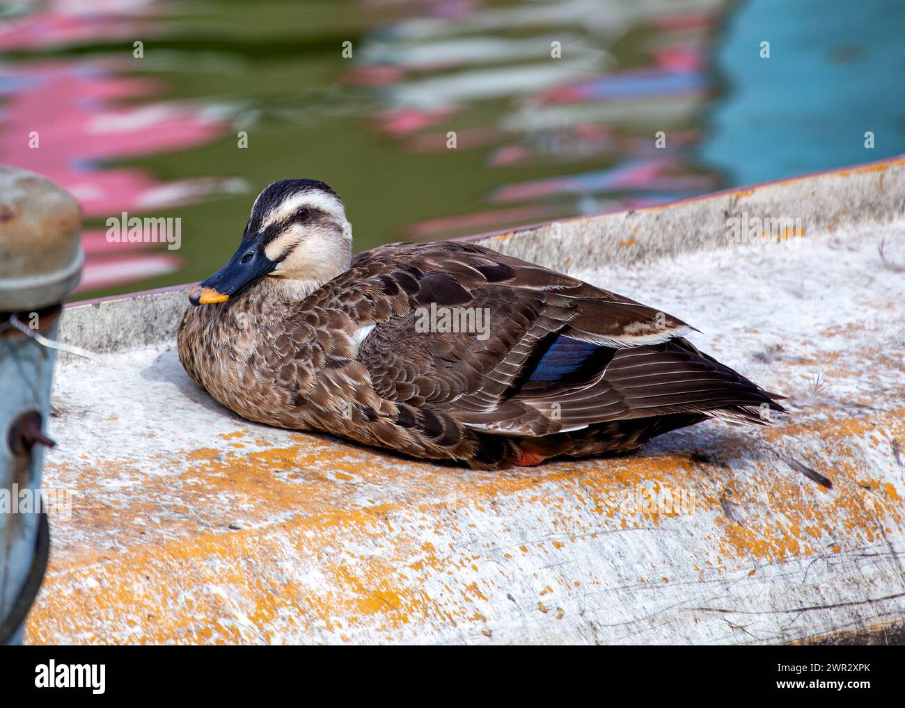 Black spot billed duck hi-res stock photography and images - Alamy