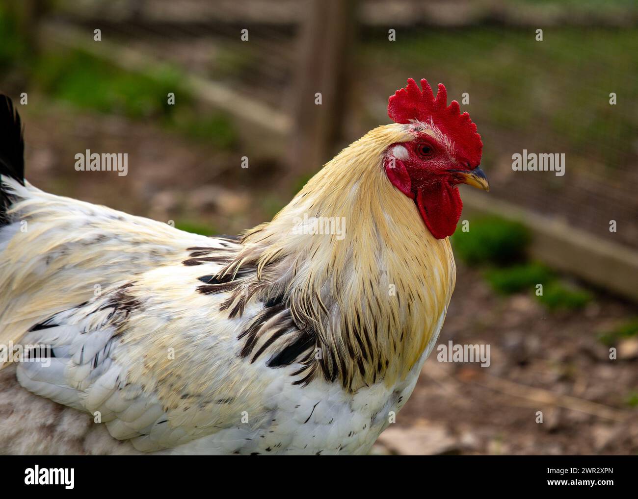 Brahman chicken hi-res stock photography and images - Alamy
