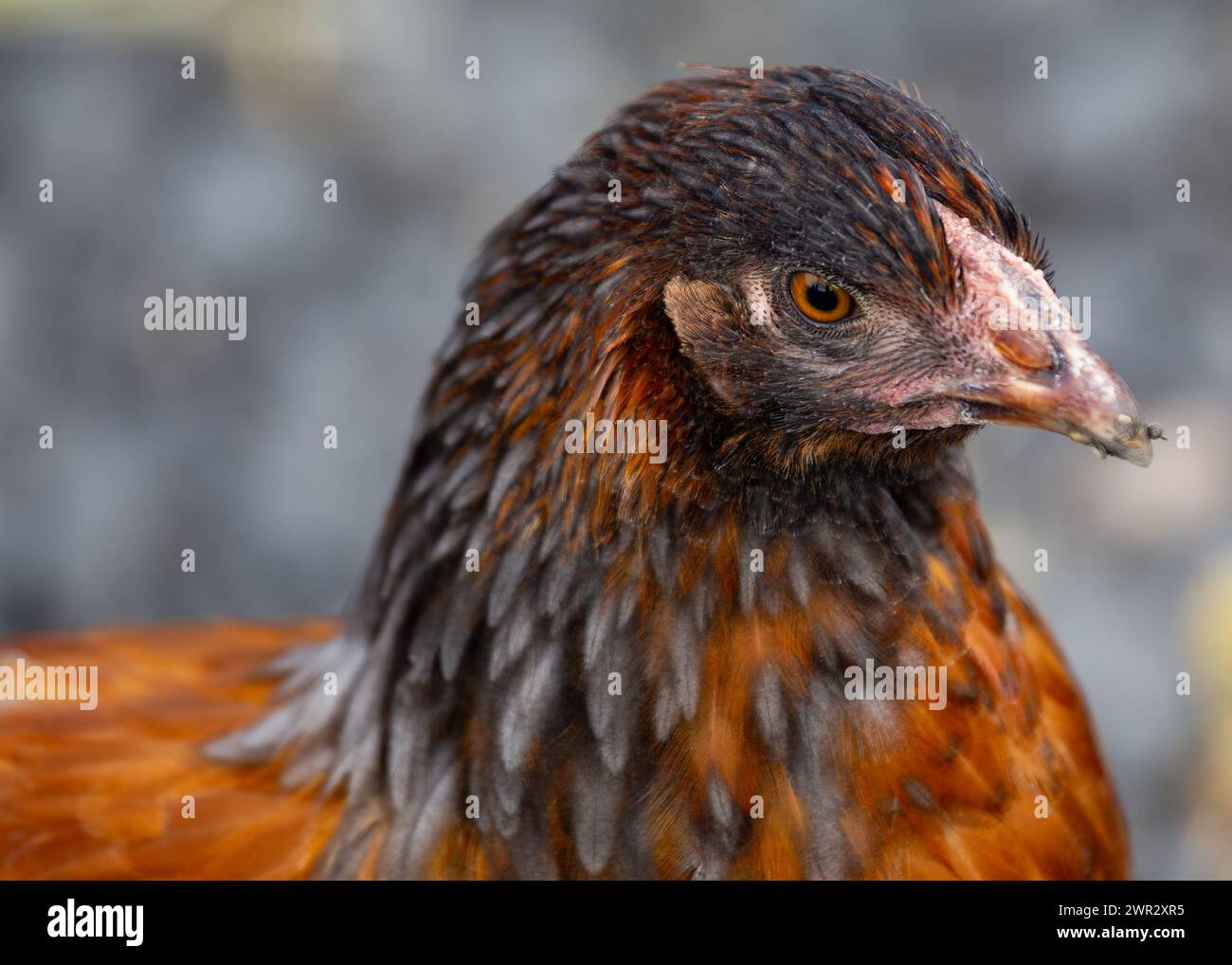 Productive Burford Brown hen with rich brown plumage lays eggs in a ...