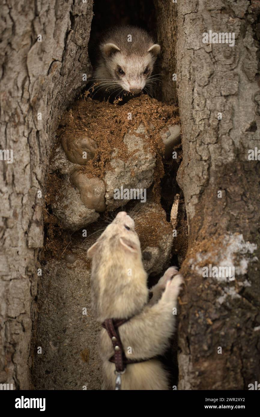 Ferret enjoying walking and exploring of tree holes in winter park ...