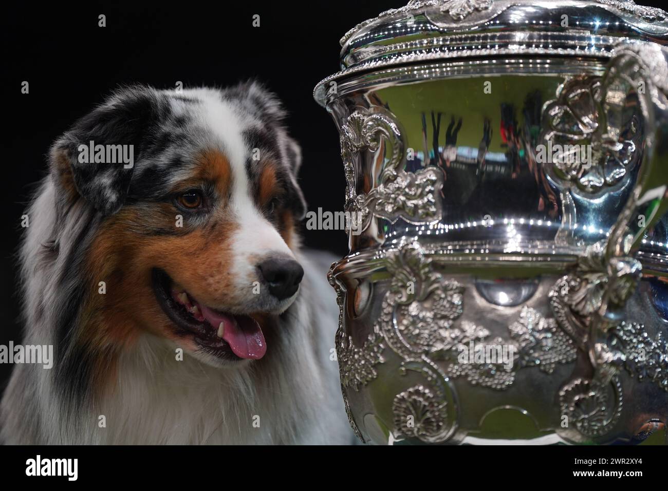 Pastoral Group winner Viking, an Australian Shepherd, co-owned by ...