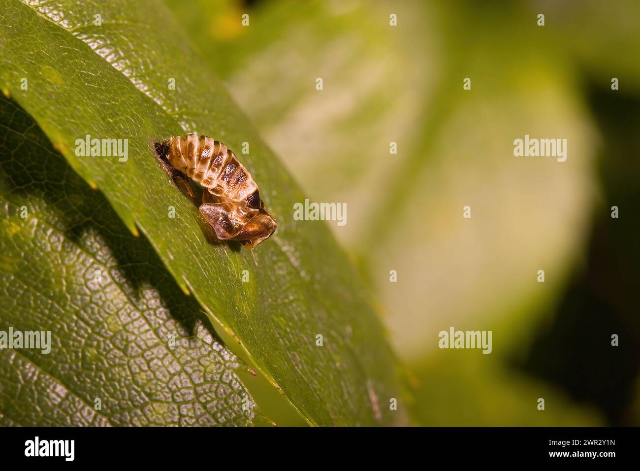 Macro of pupa of asian ladybug set on leave of an bush in garden Stock ...