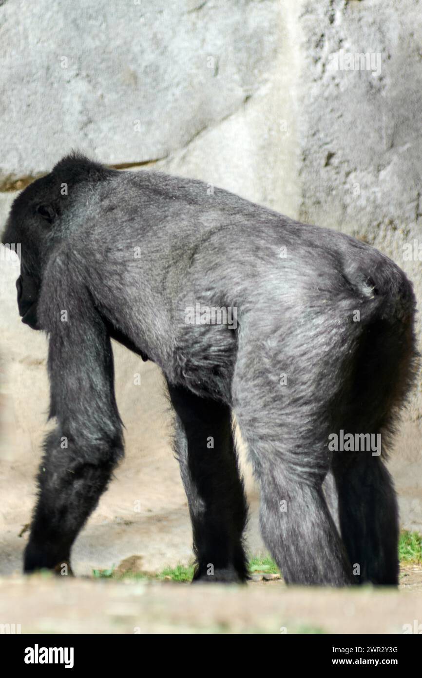 Gorilla relaxed in a natural environment, showing his powerful physique ...
