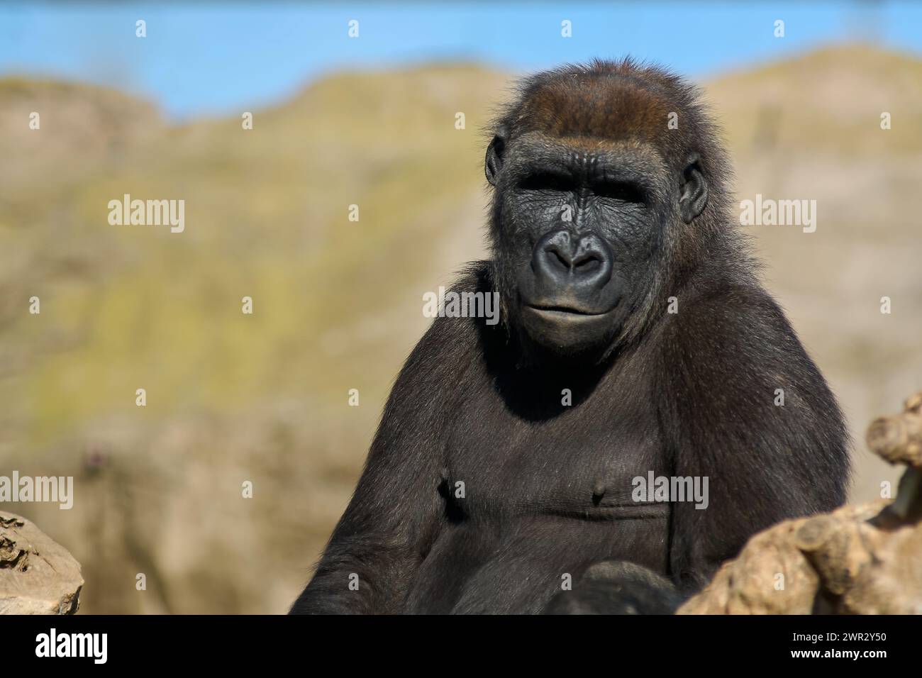 Gorilla relaxed in a natural environment, showing his powerful physique ...