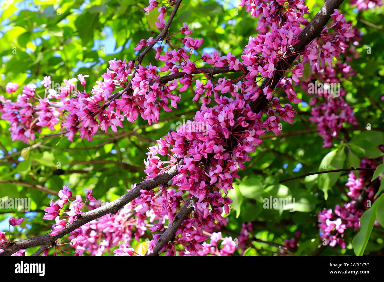 Cercis tree blossoms in spring garden. Beautiful scarlet, red buds ...