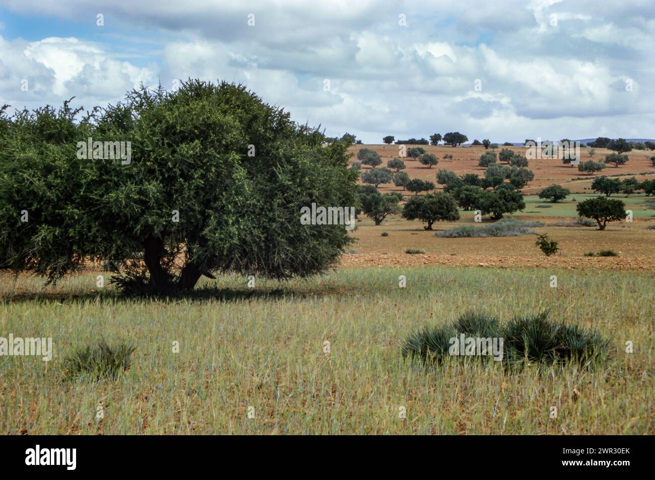 Near Essaouira, Morocco - Argan trees, argania spinosa, or argania ...
