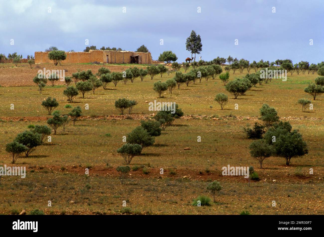 Olive trees in semi hi-res stock photography and images - Alamy
