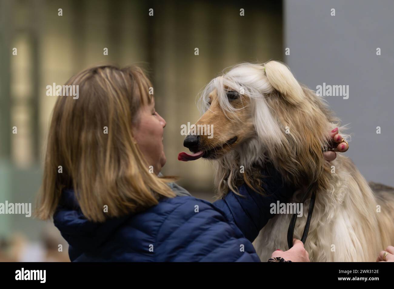 Crufts 2024 Afghan Hound Kissing Groomer Licking Handler. Crufts 2024 ...