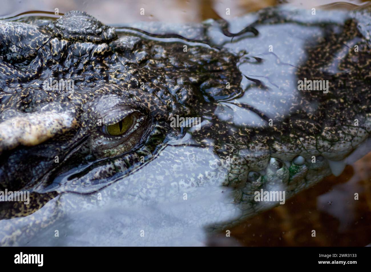 Alligator emerging from the water, eyes alert, in a natural and calm ...