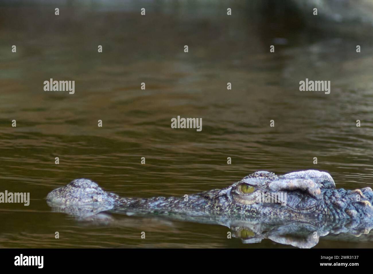 Alligator emerging from the water, eyes alert, in a natural and calm ...