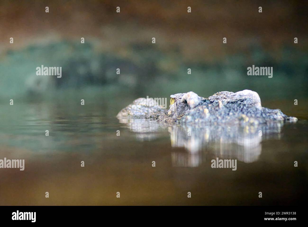 Alligator emerging from the water, eyes alert, in a natural and calm ...