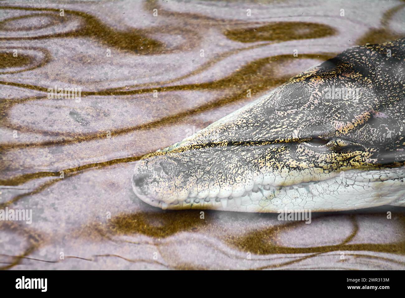 Alligator emerging from the water, eyes alert, in a natural and calm ...